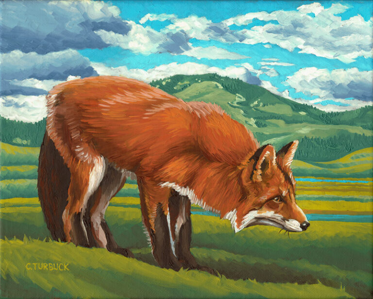 Red Fox – Chris Turbuck
